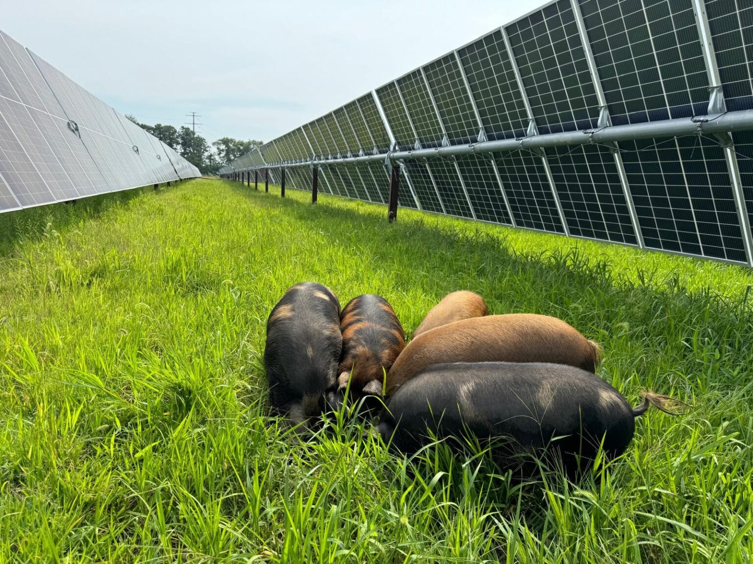 Mammoth Solar - Bechtel